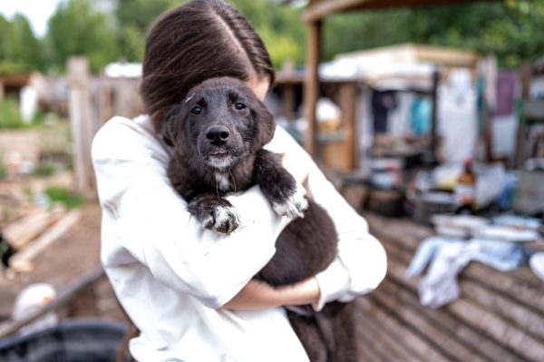 Eaton Fire aftermath: Over 400 pets reunited, over 100 still awaiting ...